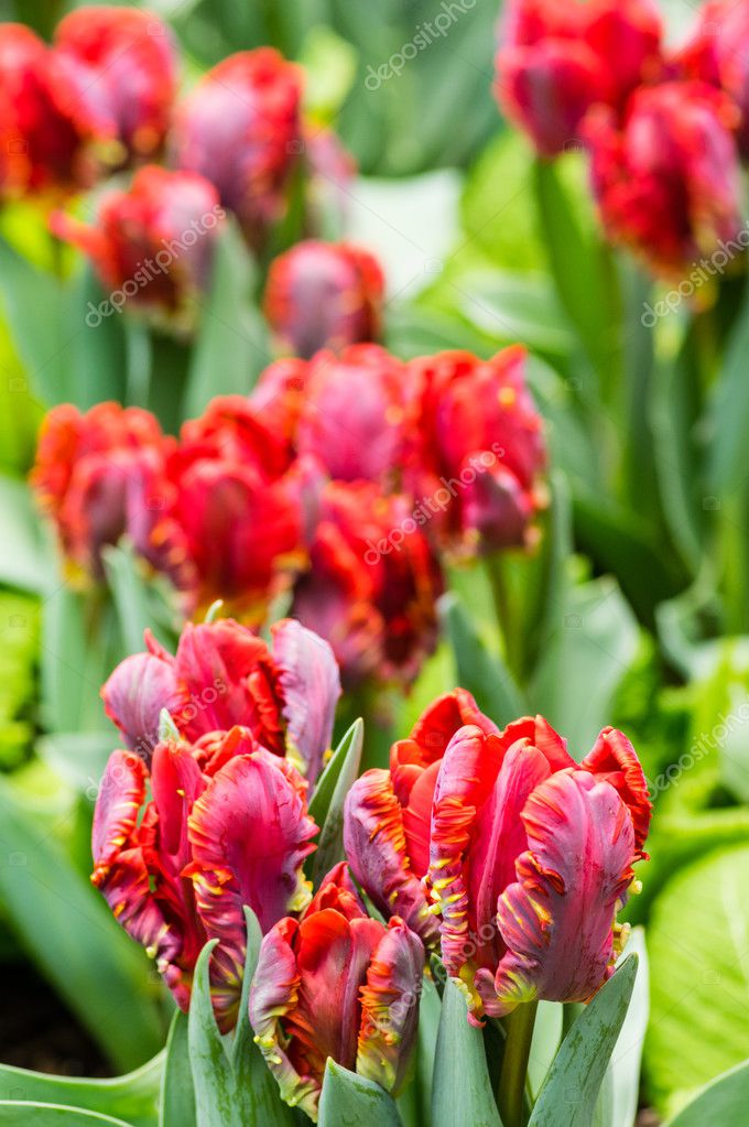 Group of red parrot tulips in bloom Stock Photo by ©zigzagmtart 45753825