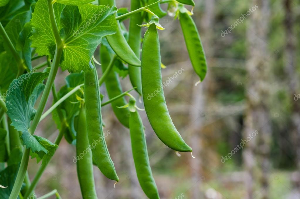 Chícharos verdes en una planta de guisante — Fotos de Stock ...