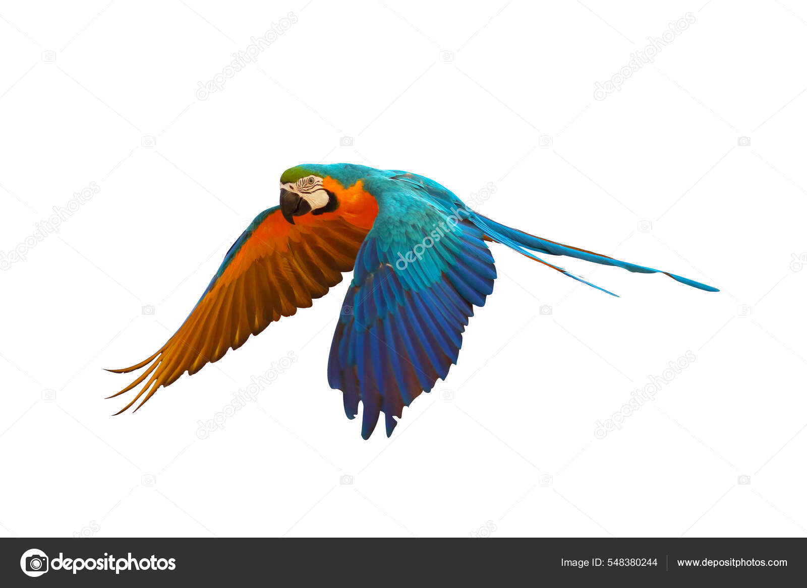 Beautiful Macaw Parrot Flying Isolated White Stock Photo by ... Beautiful Macaw Parrot Flying Isolated White Stock Photo by ...
