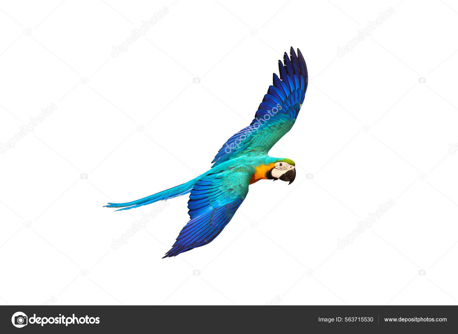 Colorful Macaw Parrot Flying Isolated White — Stock Photo ...