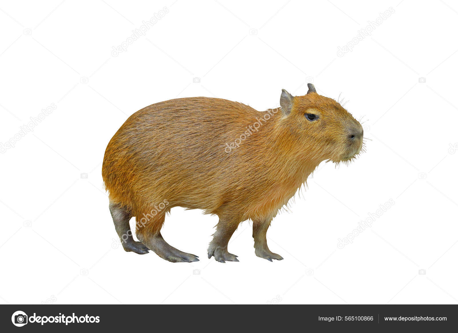 Capybara Isolated White Background Stock Photo by ©Passakorn211 565100866