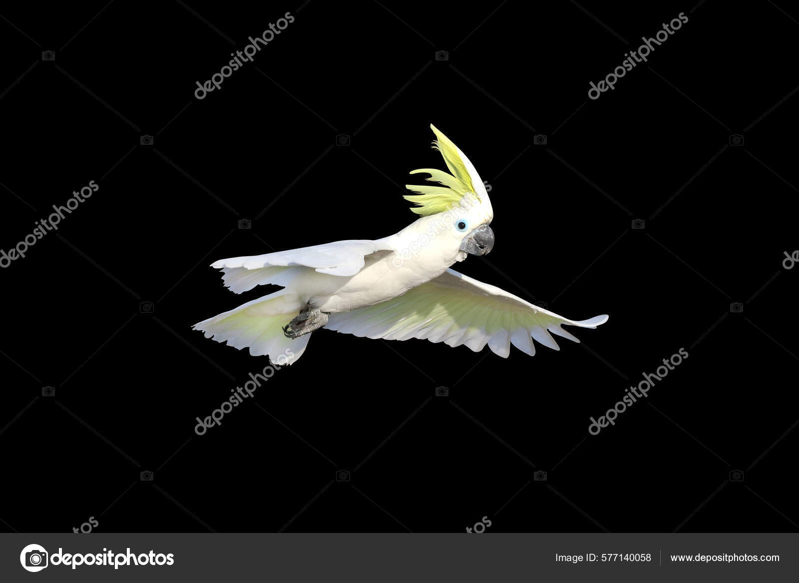 Beautiful Cockatoo Parrot Flying Isolated Black Stock Photo by ...