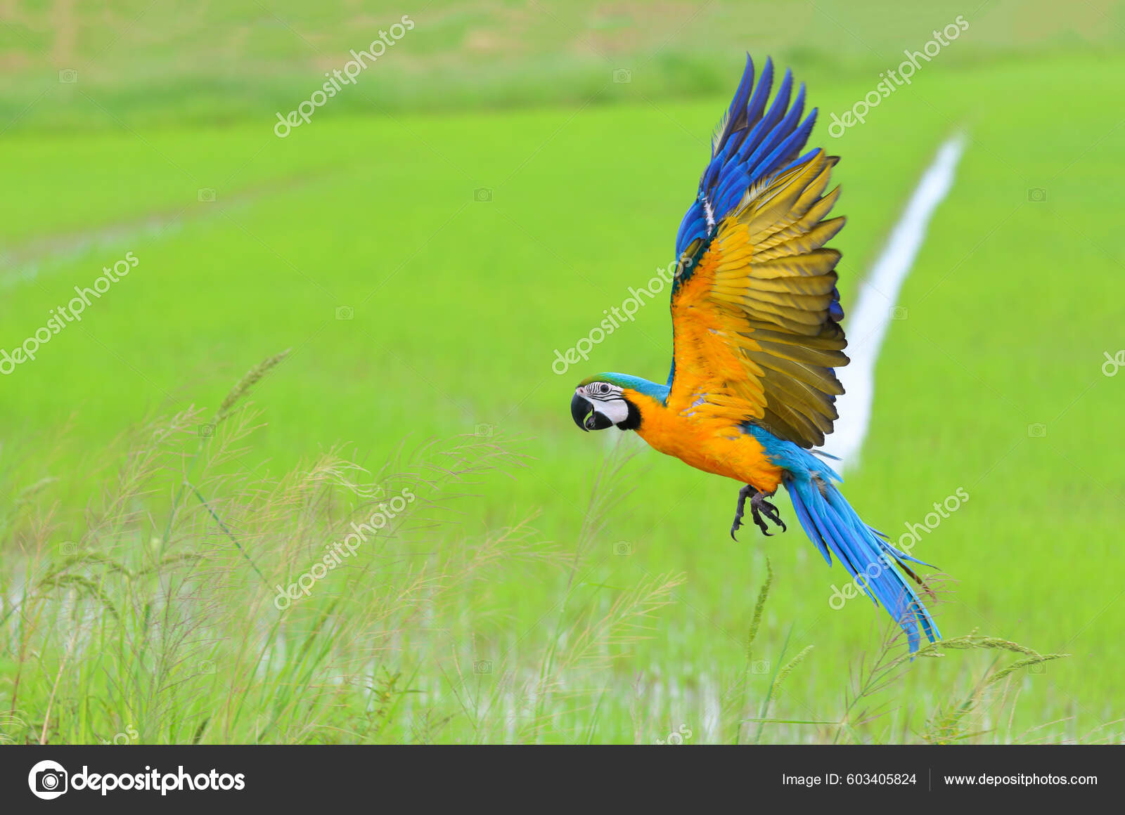 Colorful Macaw Parrot Flying Rice Fields — Stock Photo © Passakorn211 ...