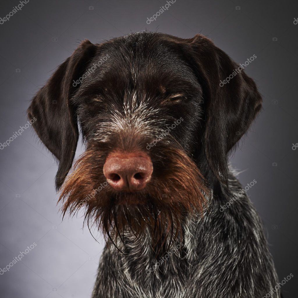 German wire-haired pointer Stock Photo by ©jarih 49397539