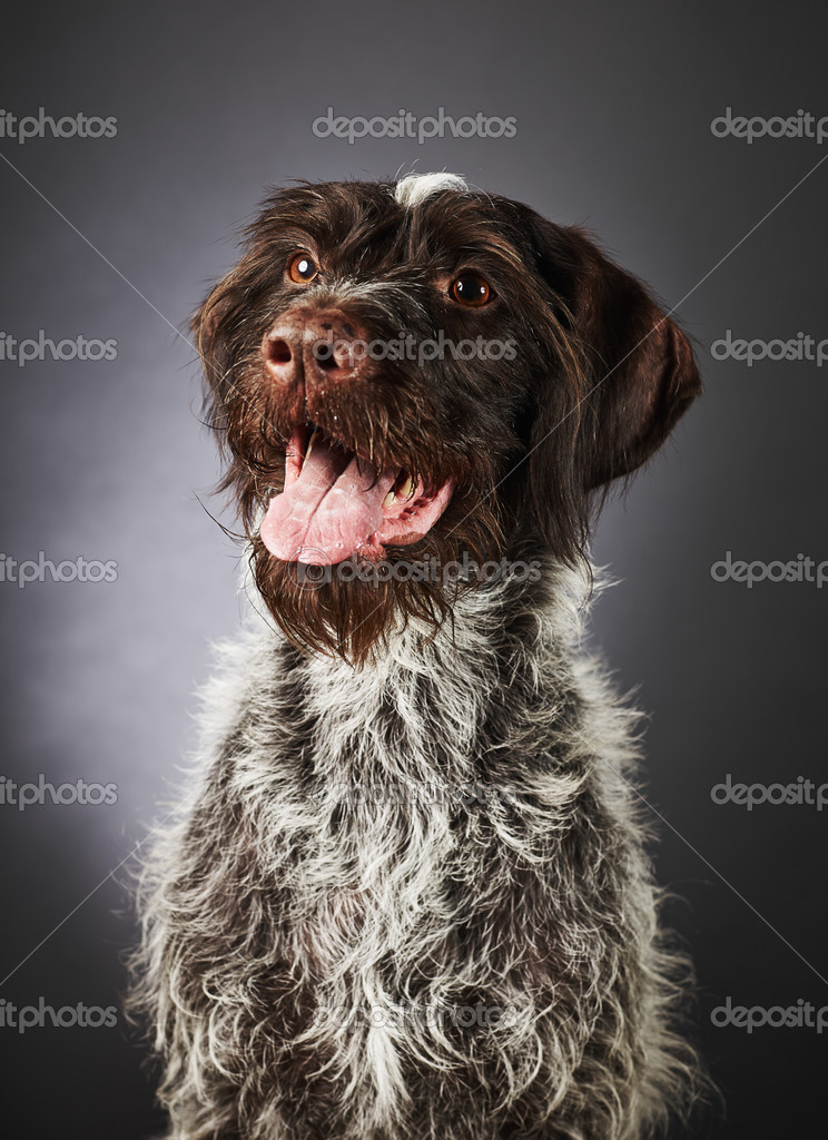 German wire-haired pointer Stock Photo by ©jarih 49398305