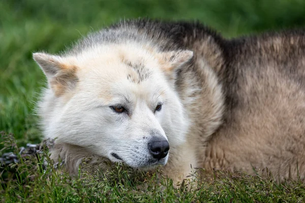 White Arctic Wolf Hybrid