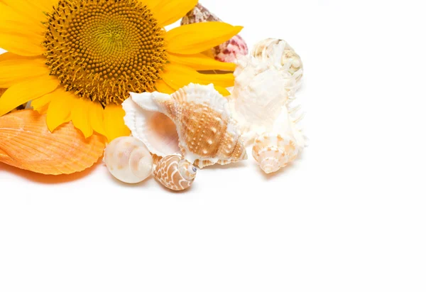 Flower seeds Stock Photos, Royalty Free Flower seeds Images | Depositphotos