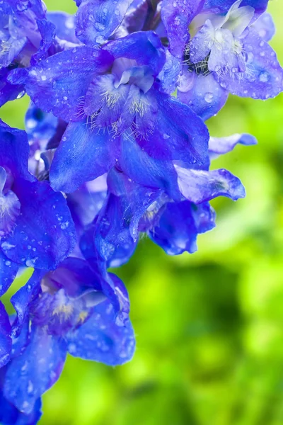 Orchid field Stock Photos, Royalty Free Orchid field Images ...