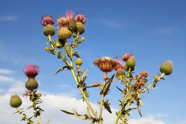 Cardo siembra Stock Photos, Royalty Free Cardo siembra Images ...