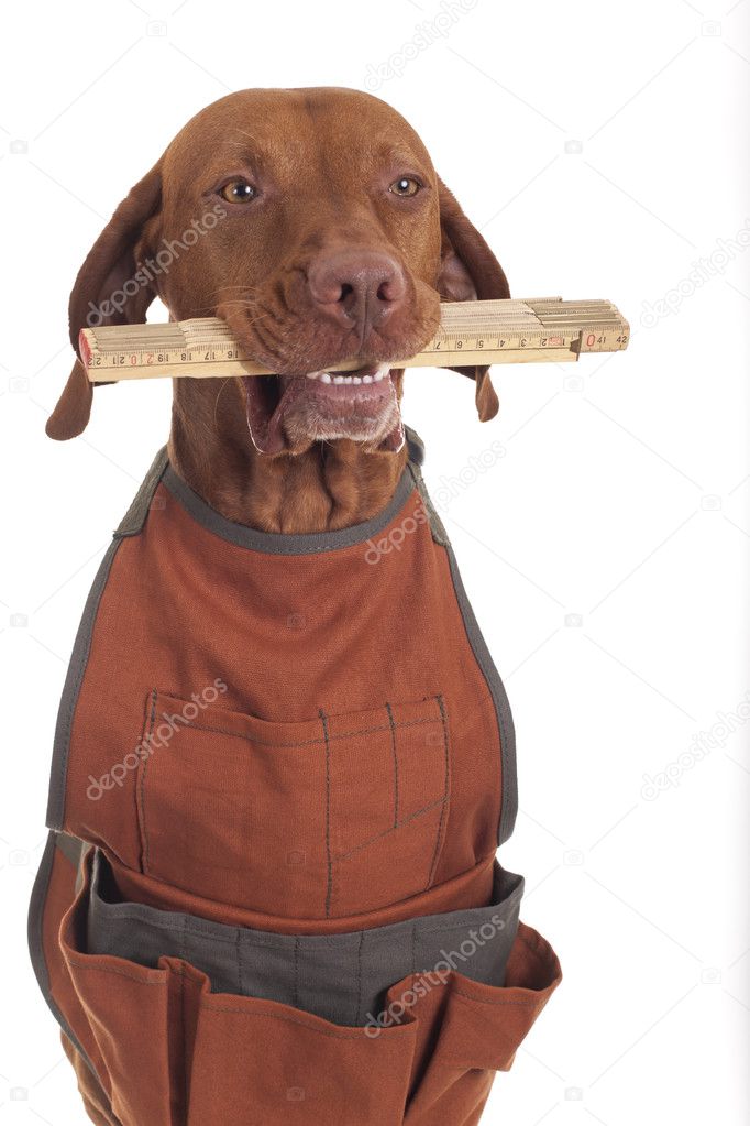 Dog holding folding ruler in mouth — Stock Photo © Quasarphoto #16615665