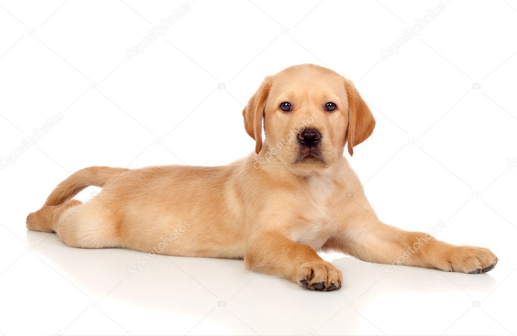Beautiful Labrador retriever puppy Stock Photo by ©Gelpi 12672982