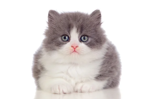 Beautiful angora kitten with gray and soft hair Stock Photo by ©Gelpi ...