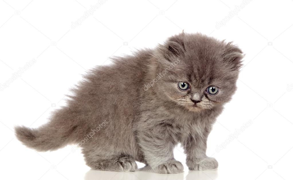 Beautiful angora kitten with gray and soft hair Stock Photo by ©Gelpi ...
