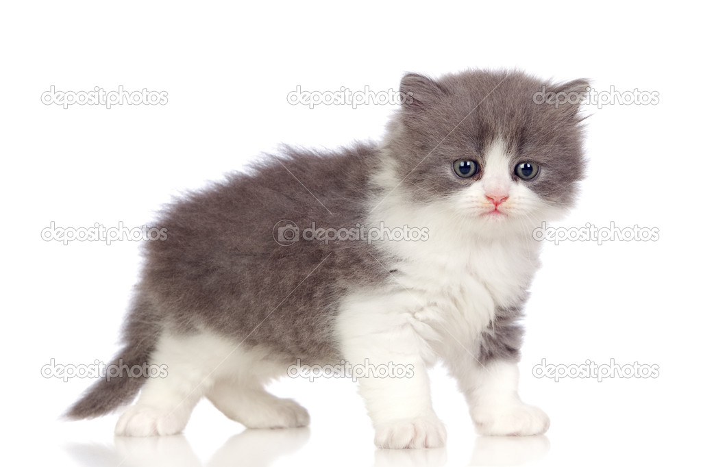 Beautiful angora kitten with gray and soft hair Stock Photo by ©Gelpi ...