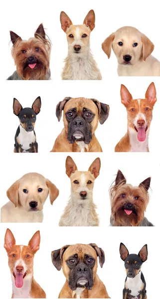 Set of dogs Stock Photos, Royalty Free Set of dogs Images | Depositphotos®