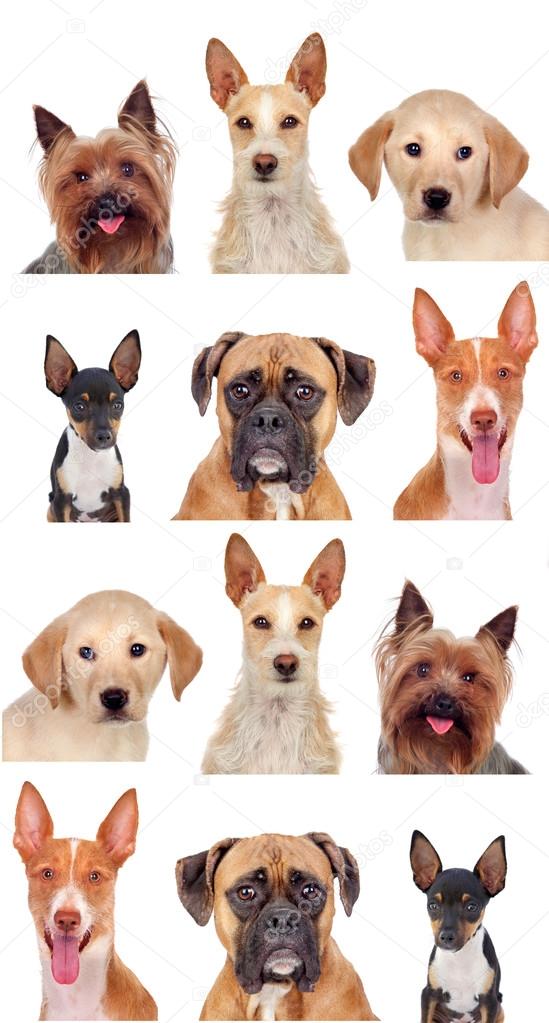 Photo collage of different breeds of dogs Stock Photo by ©Gelpi 47372851