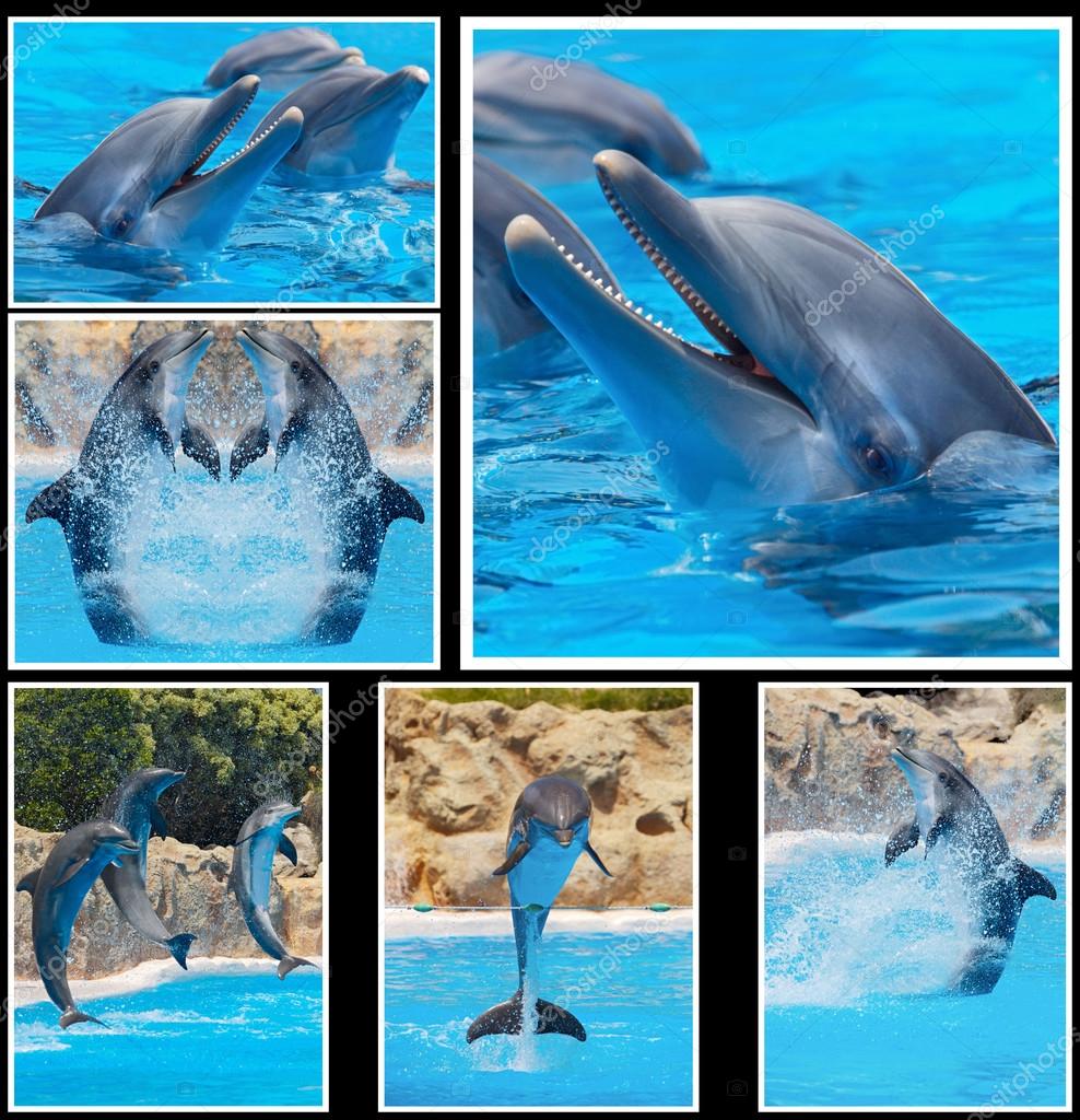Collage de fotos de delfines en un espectáculo: fotografía de stock ...