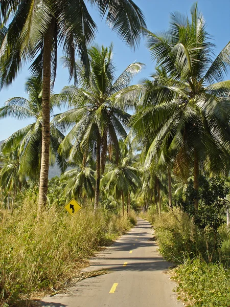 Palm road - Stock Image - Everypixel