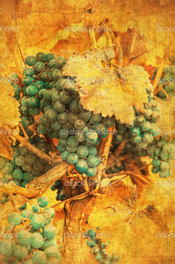 Vintage image of grape — Stock Photo © javarman #48984603