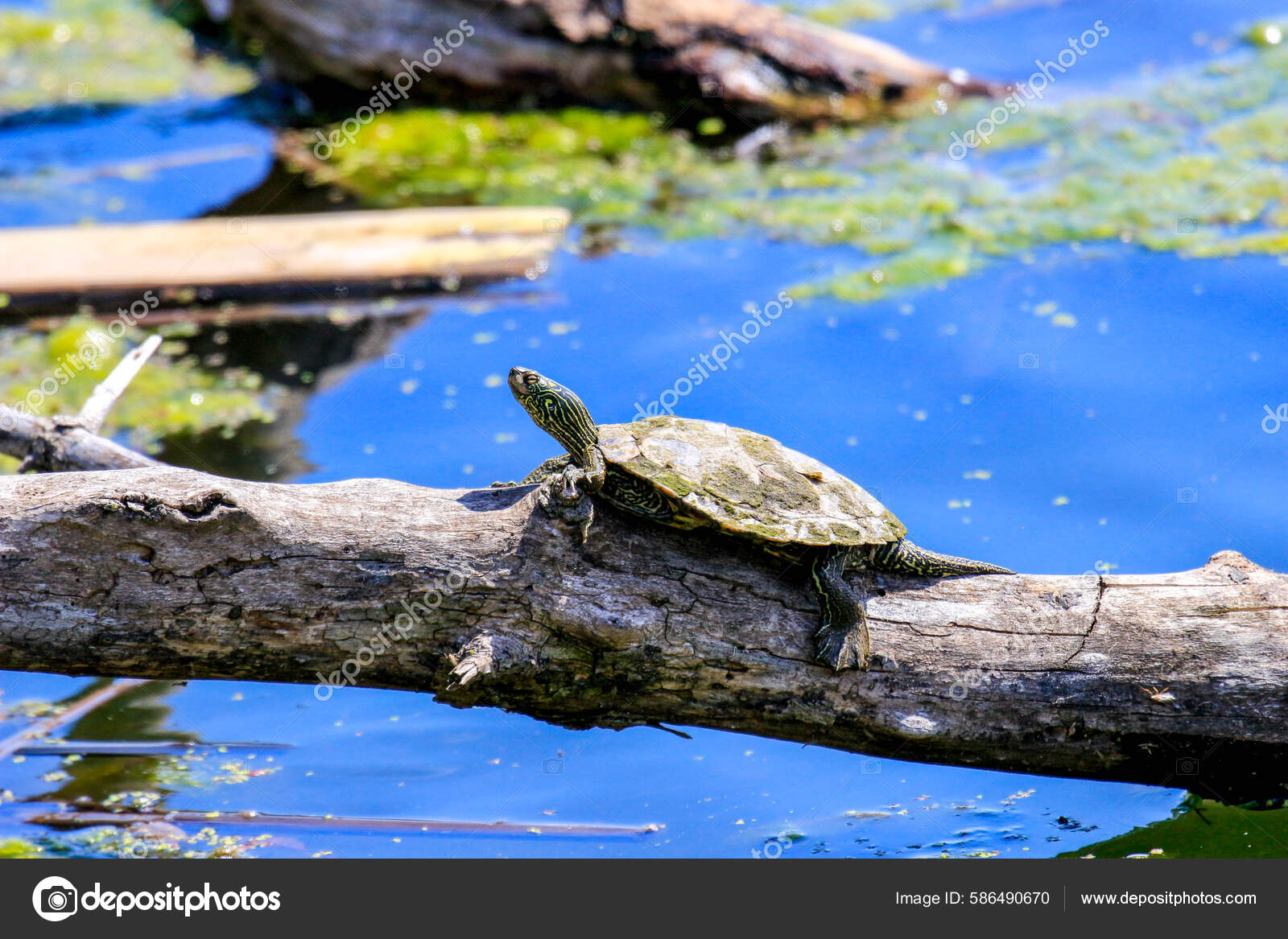 Northern Map Turtles Resting Rock Sunshine Buck Lake Ontario Canada ...