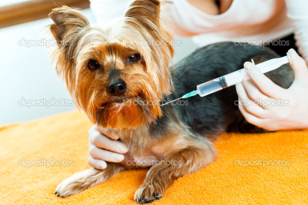 Vet giving dog injection. Stock Photo by ©karelnoppe 48686199