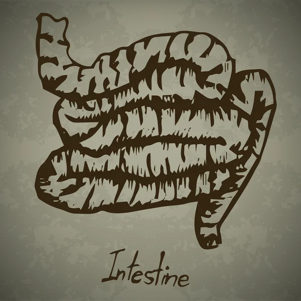 Jejunum Stock Vectors, Royalty Free Jejunum Illustrations | Depositphotos®