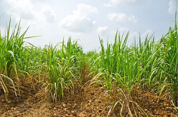 Cane field Images - Search Images on Everypixel