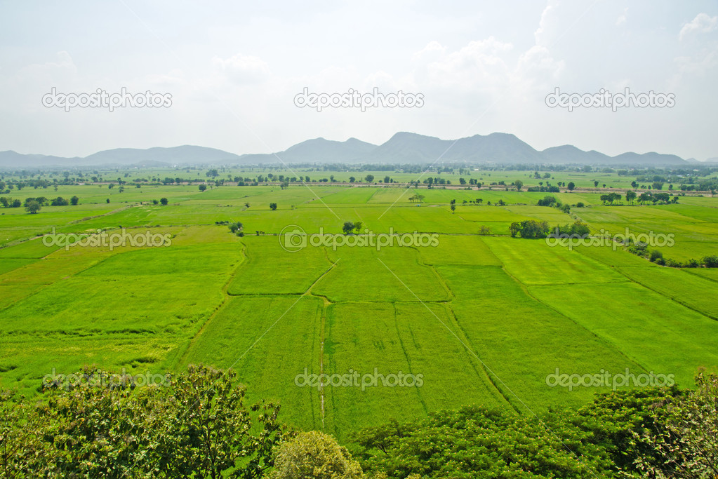 Top view of rice field Stock Photo by ©iamnao 32054823