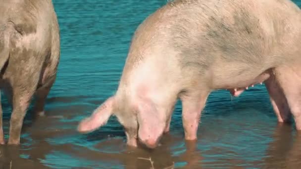 Pig Dips Its Nose Water While Standing Shallow Lake — Stock Video ...
