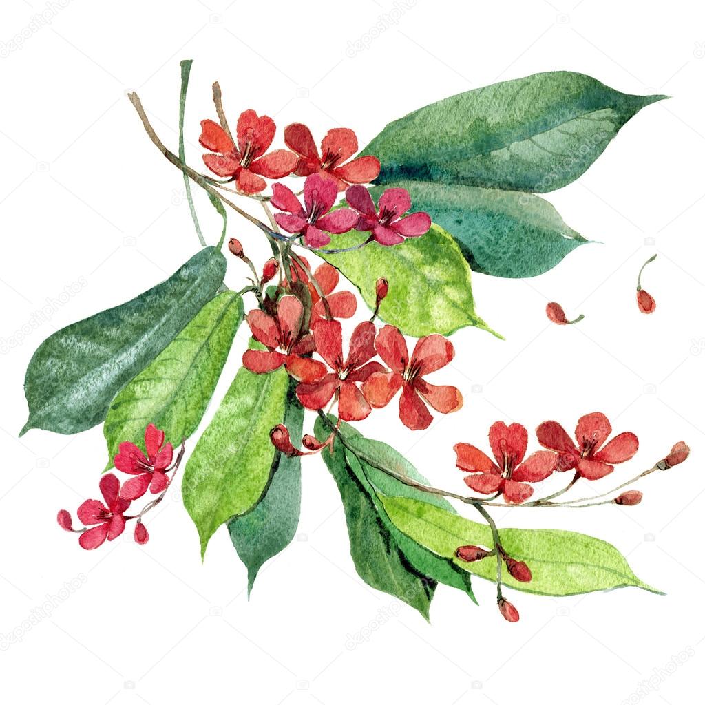 Fresh red watercolor flowers in a classical style on a white background ...