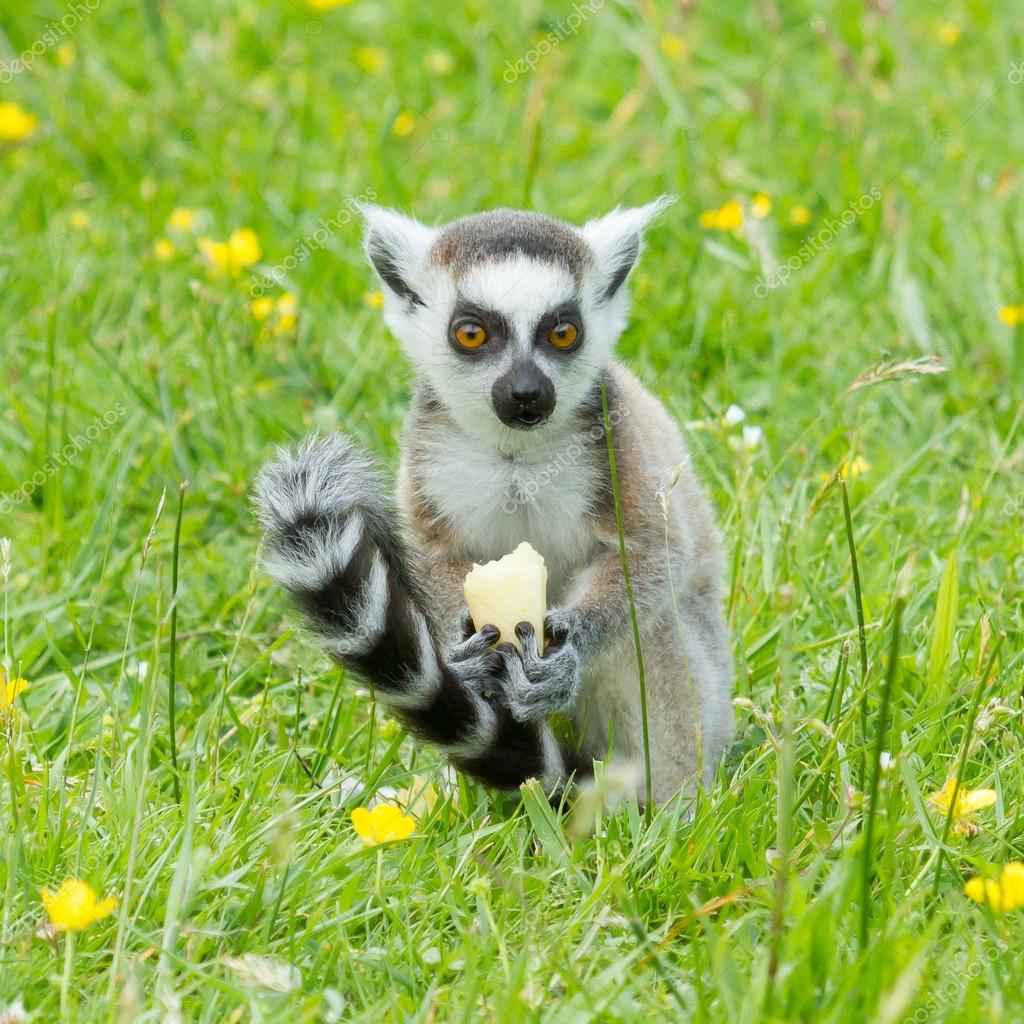 Ring-tailed lemur eating fruit — Stock Photo © michaklootwijk #12499373