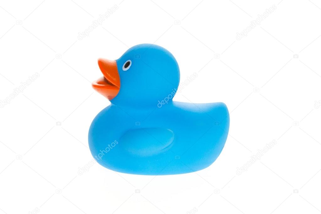 Blue duck isolated Stock Photo by ©michaklootwijk 12501605