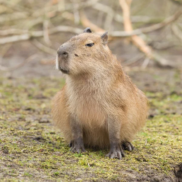 Capybara (Hydrochoerus hydrochaeris) resting — Stock Photo ...