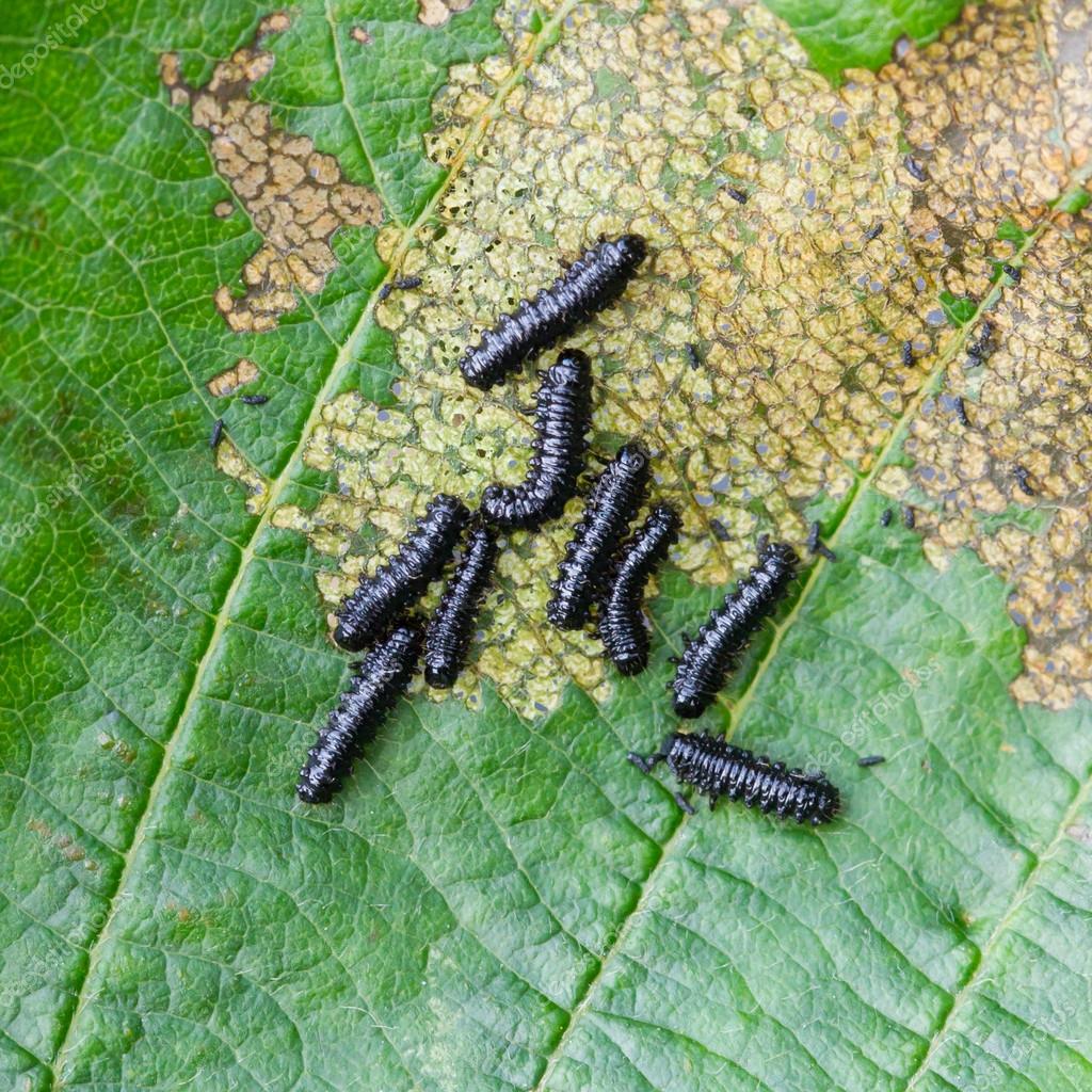 Grupp av små svarta larver — Stockfoto #27621761 — Depositphotos