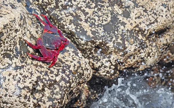 Crab costa rica images libres de droit, photos de Crab costa rica ...