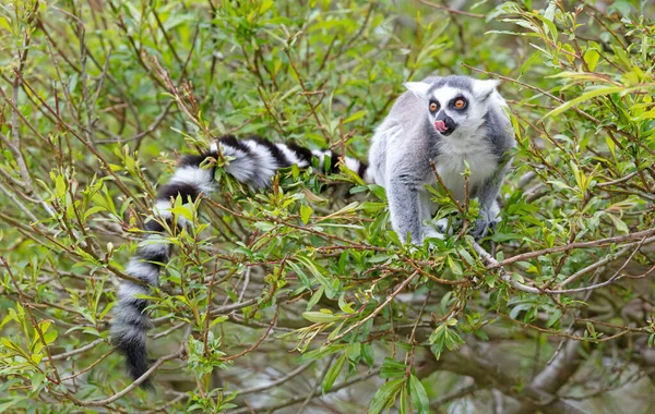 Lemur poop Stock Photos, Royalty Free Lemur poop Images | Depositphotos