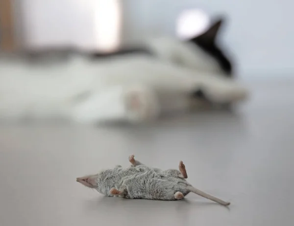 Corpse of a mouse Stock Photos, Royalty Free Corpse of a mouse Images ...