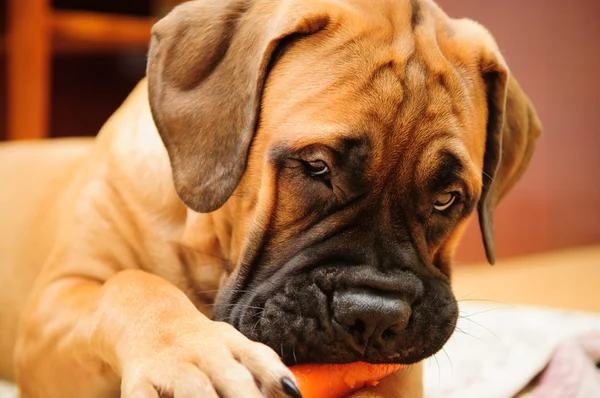 Little puppy bullmastiff Stock Photo by ©Inna_Astakhova 12325256
