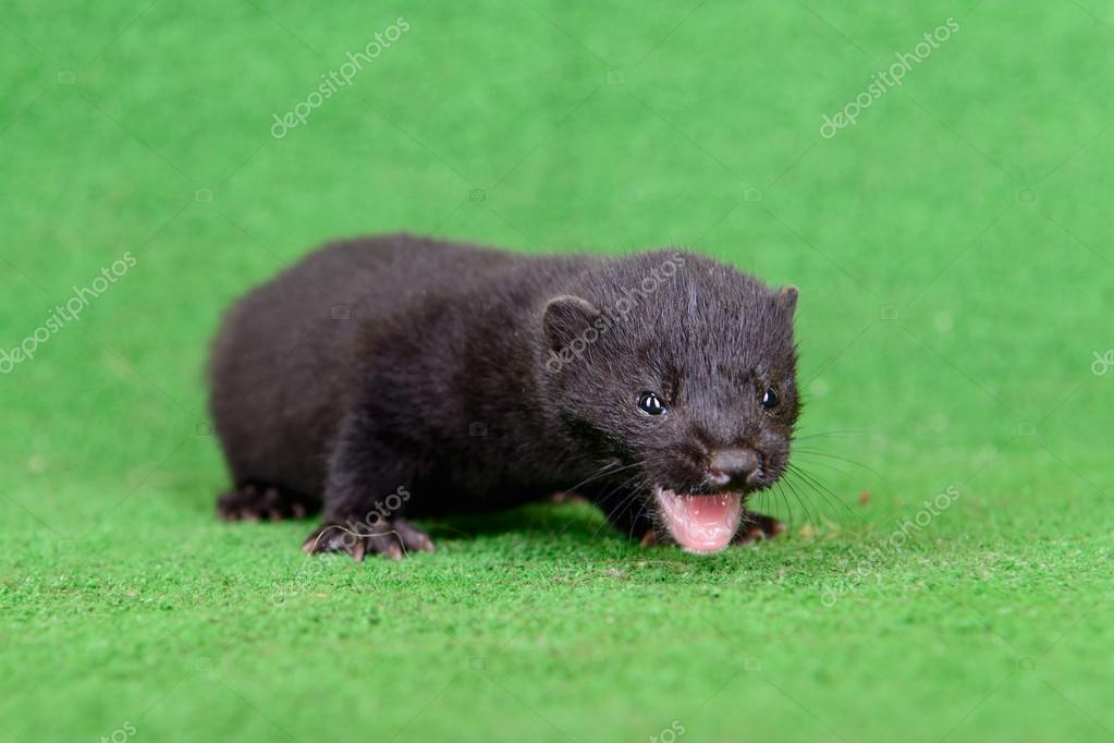 Siyah hayvan vizon — Stok Foto © Inna_Astakhova #27231479