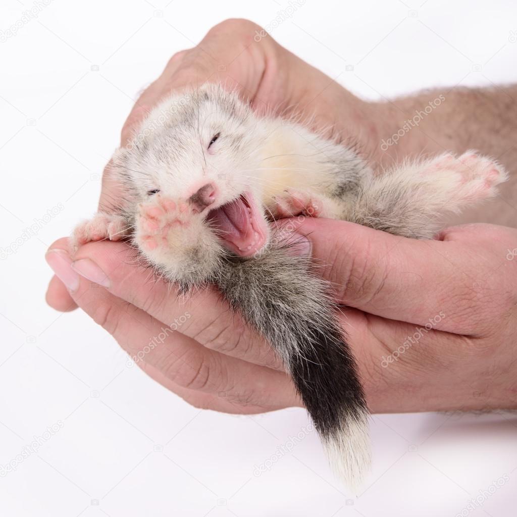 Small rodent ferret Stock Photo by ©Inna_Astakhova 27805403