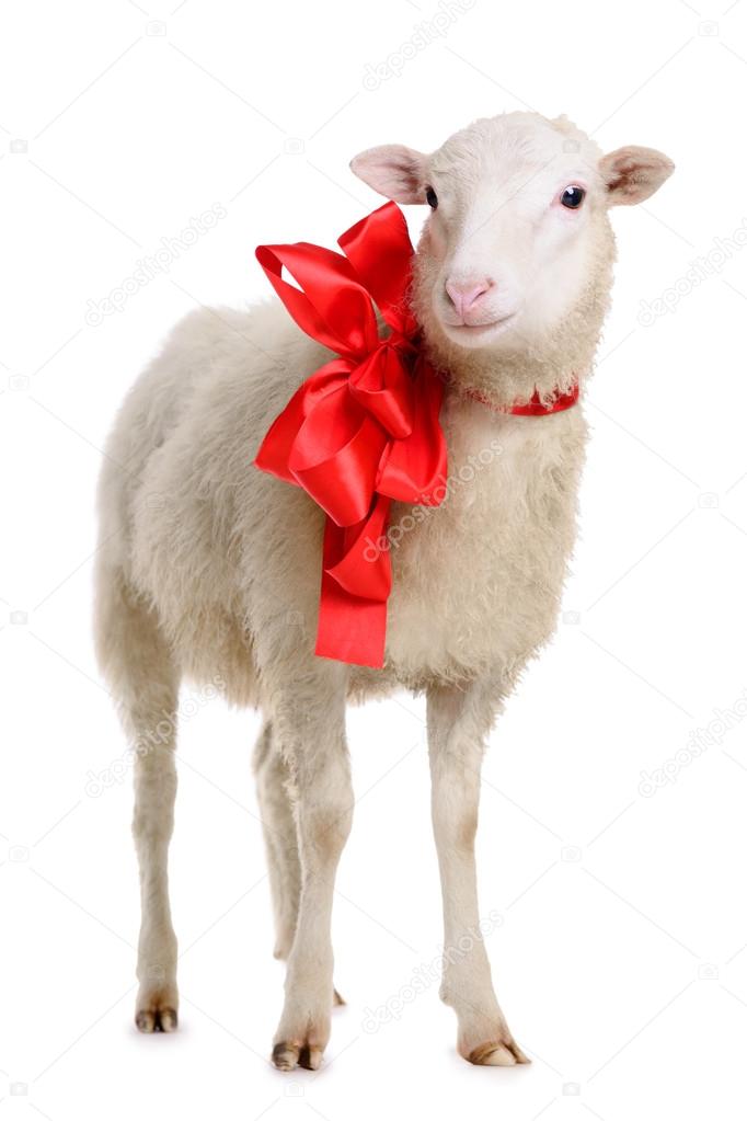 Sheep with bow — Stock Photo © Inna_Astakhova #37054709