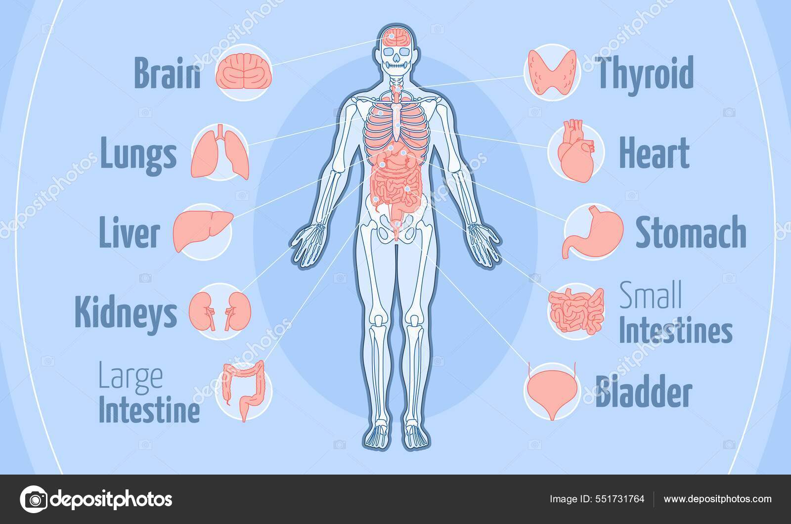 Anatomie lidského těla ploché vektorové ilustrace žaludeční močový ...