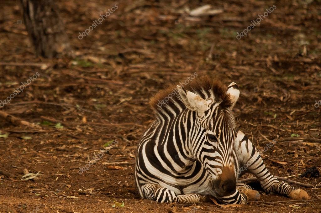 Baby Zebra encuentra sus piernas 2024