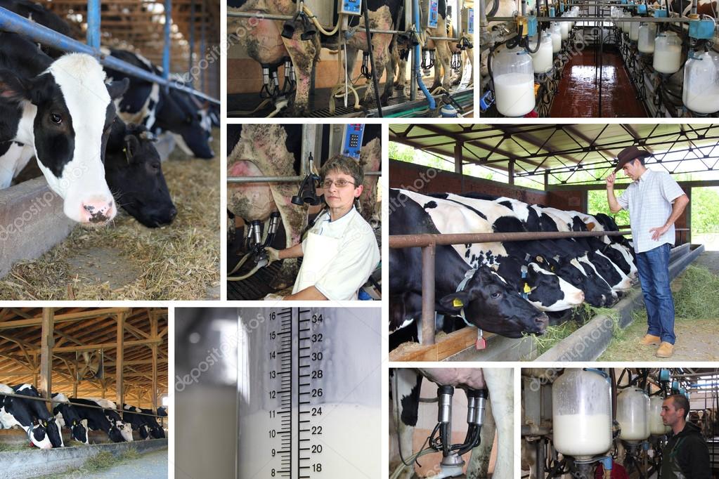 Dairy farm, collage — Stock Photo © branex #22699387