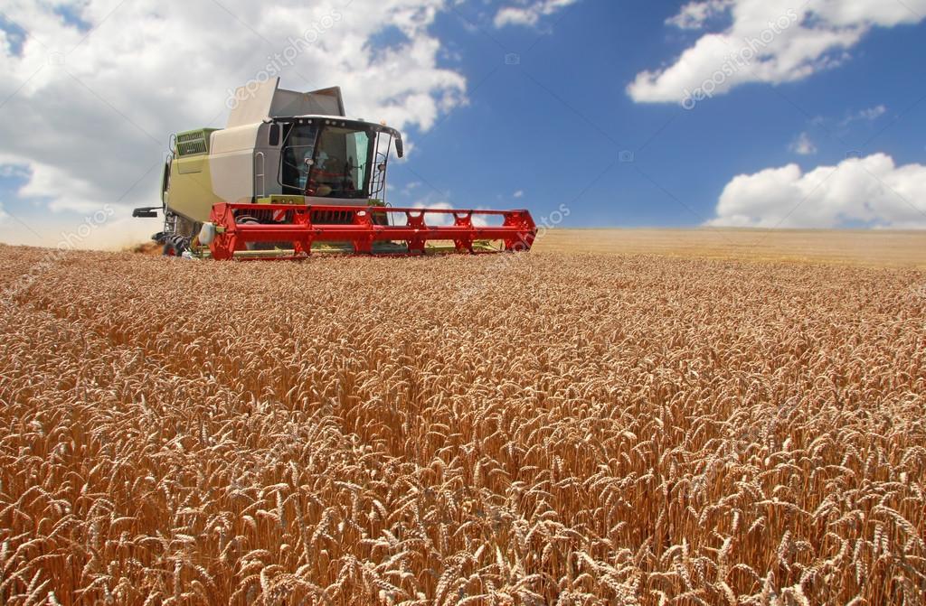 Combine harvesting wheat Stock Photo by ©branex 28474569