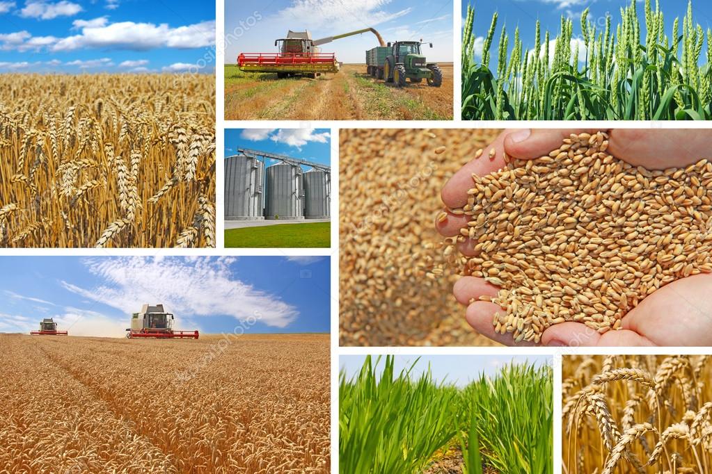 Production of wheat, collage — Stock Photo © branex #34493055