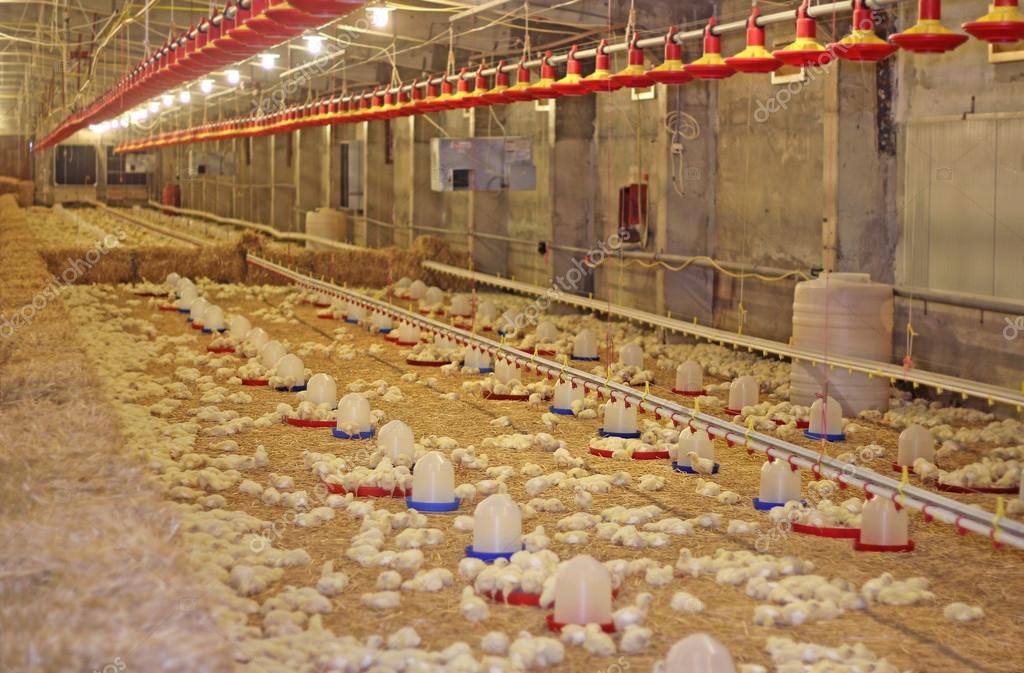 Baby chicken on farm — Stock Photo © branex #37754653