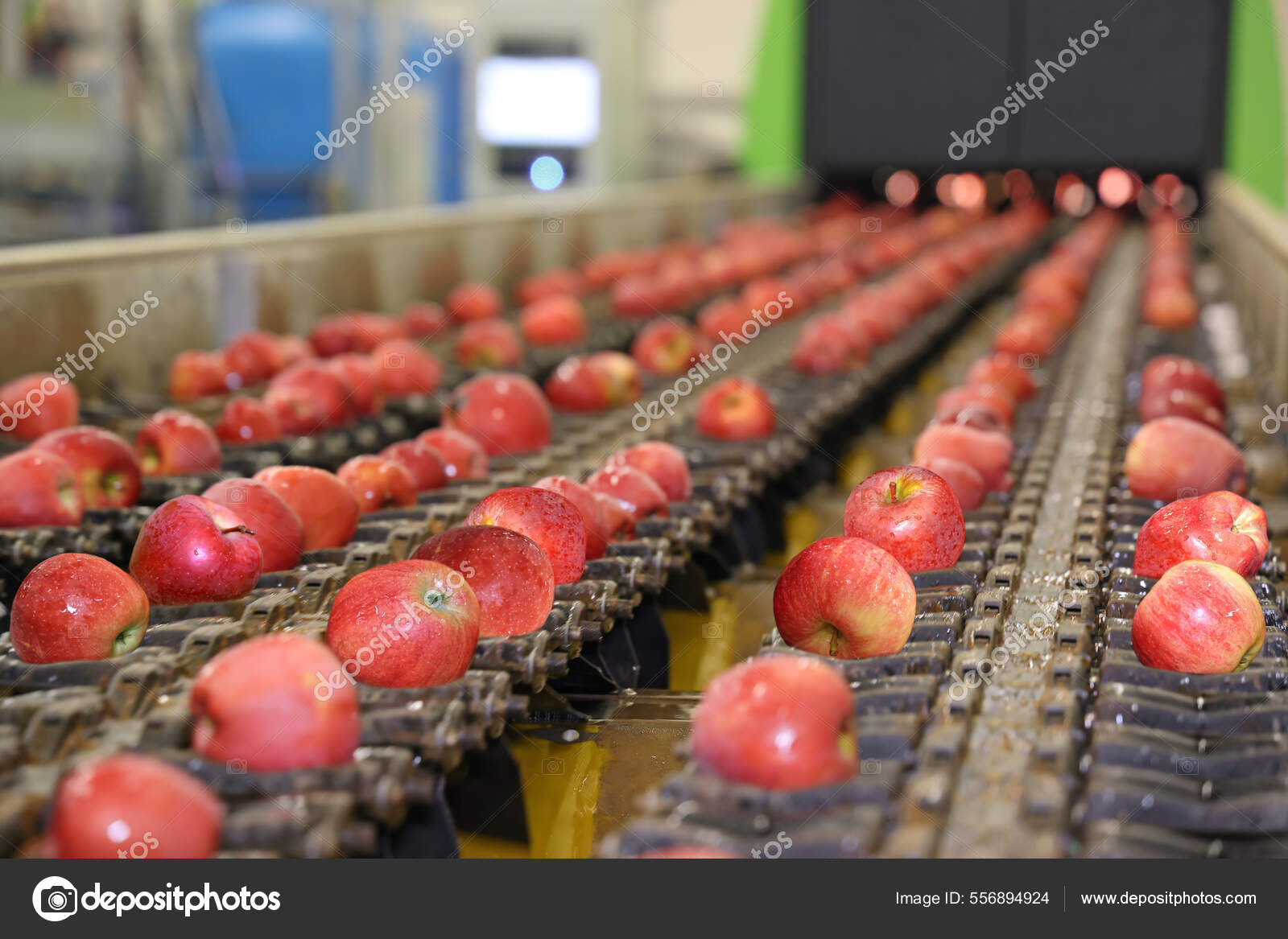 Clean Fresh Apples Moving Conveyor Sorting Grading Machine Fruit ...