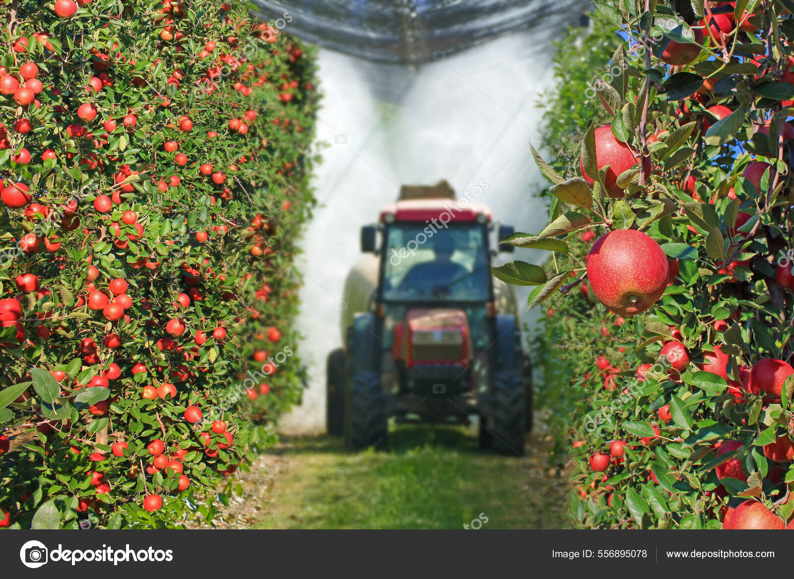 Spraying Apple Orchard Protect Disease Insects Apple Fruit Tree ...