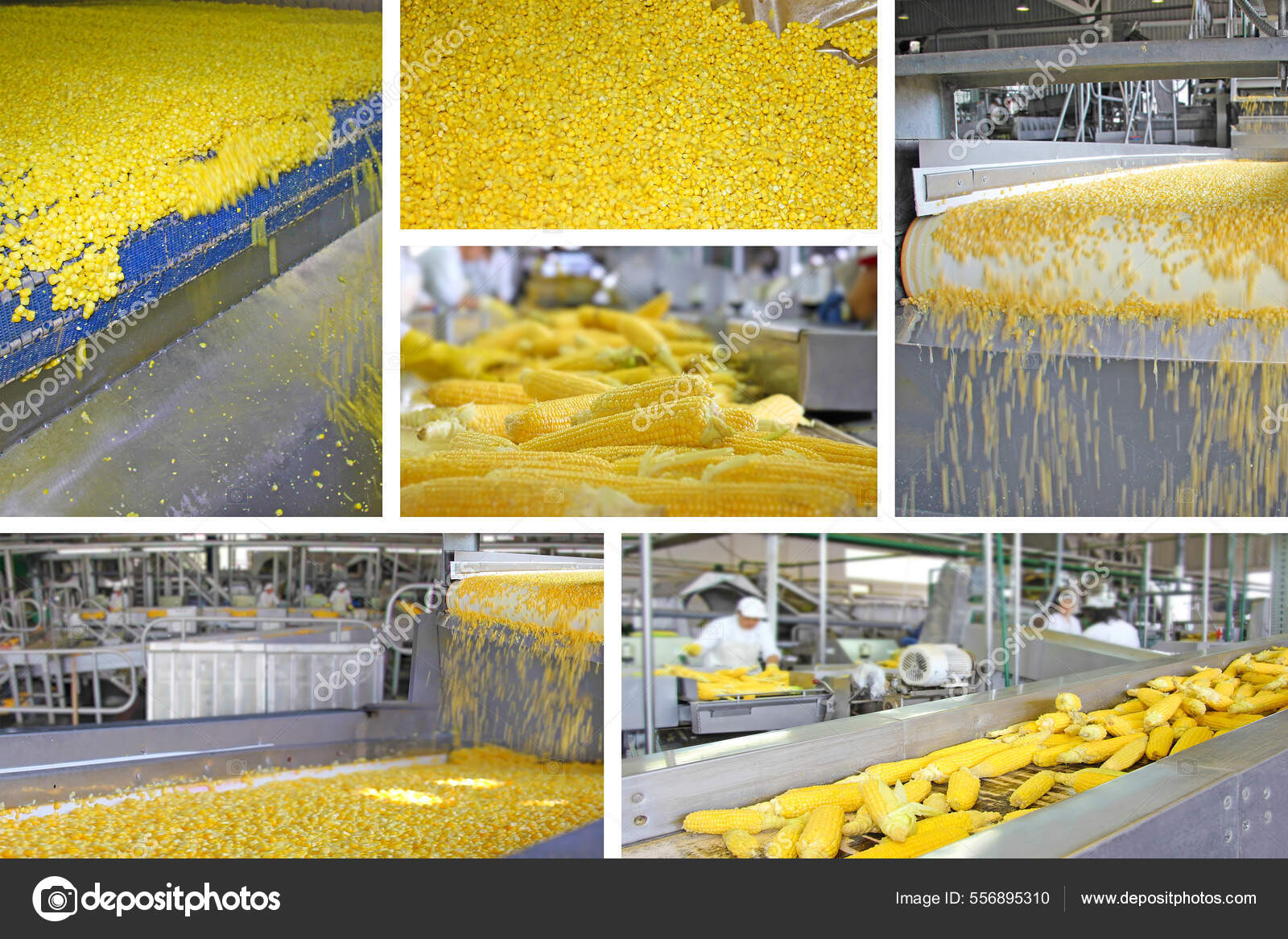 Industrial Production Corn Food Processing Plant Collage People Working ...